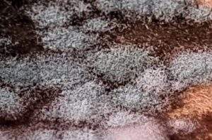 Mould Or Mold? - Explained Quickly And Clearly