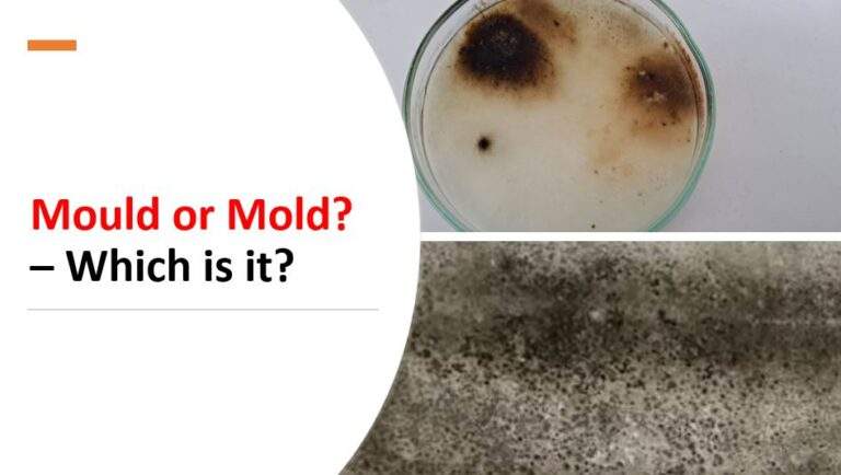 Mould Or Mold? - Explained Quickly And Clearly